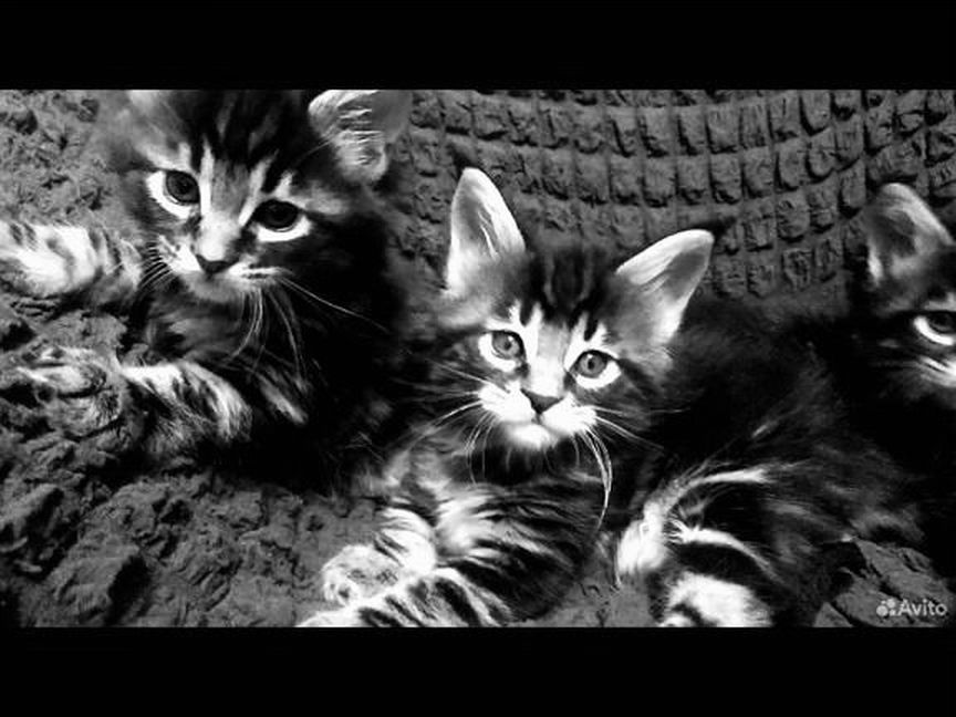 Мейнкуна и бенгальской дети