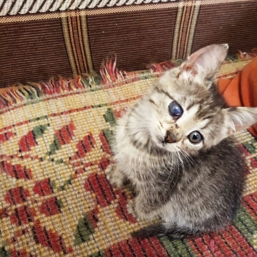 Котёнок девочка