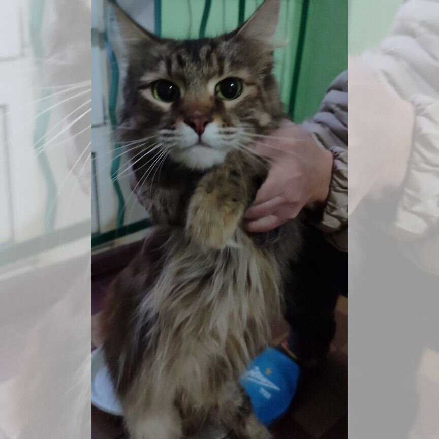 Добрые ручки для доброй и ласковой кошечки