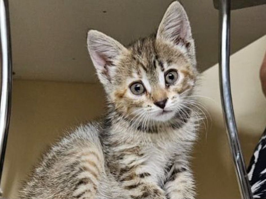 Котенок-девочка 1,6 мес