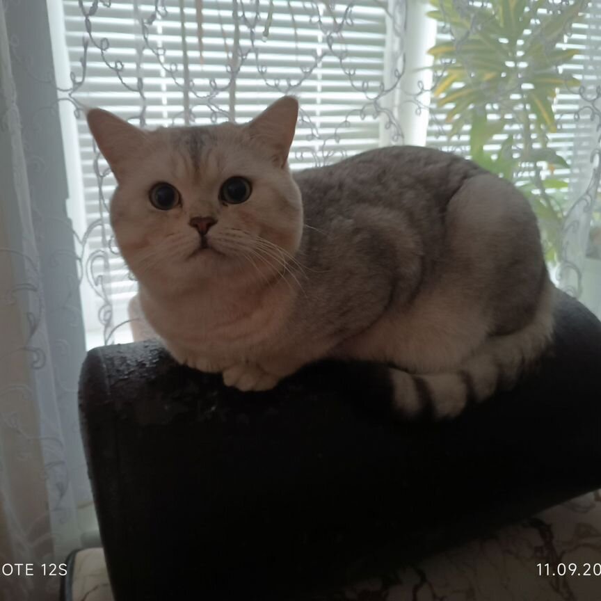 Пристраивается кот