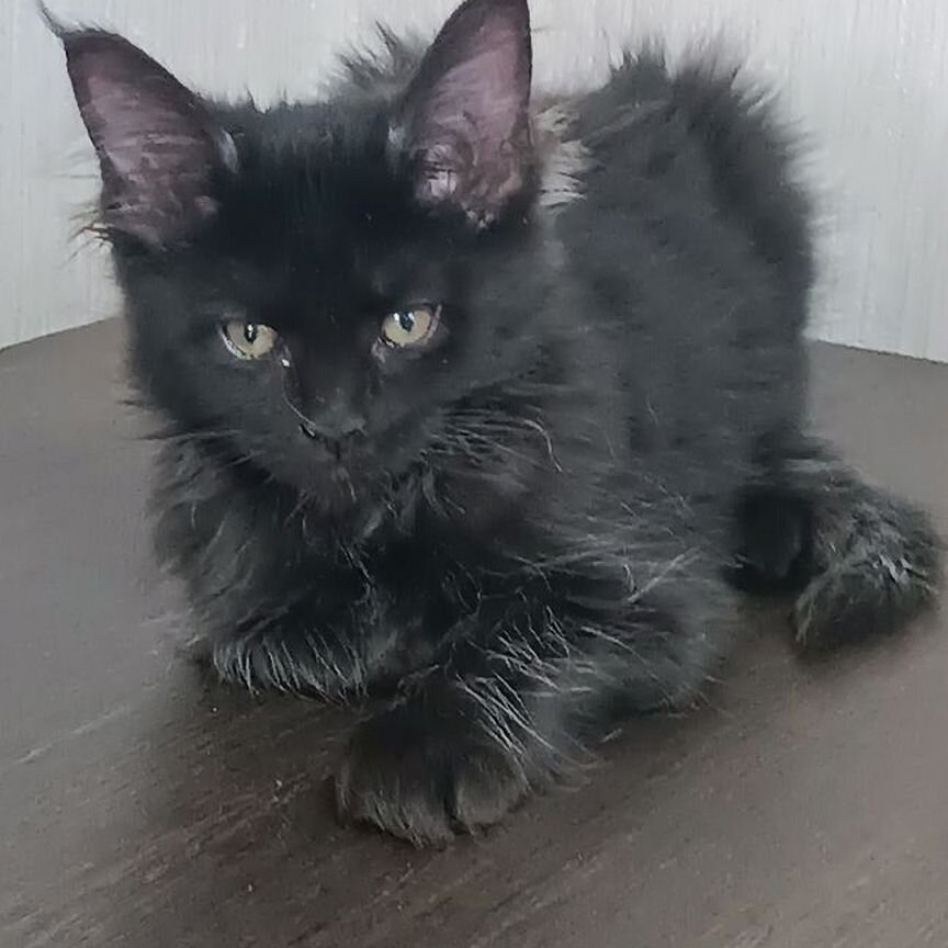 Девочка мейнкун