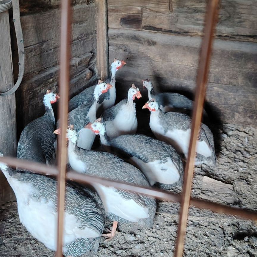Цесарки