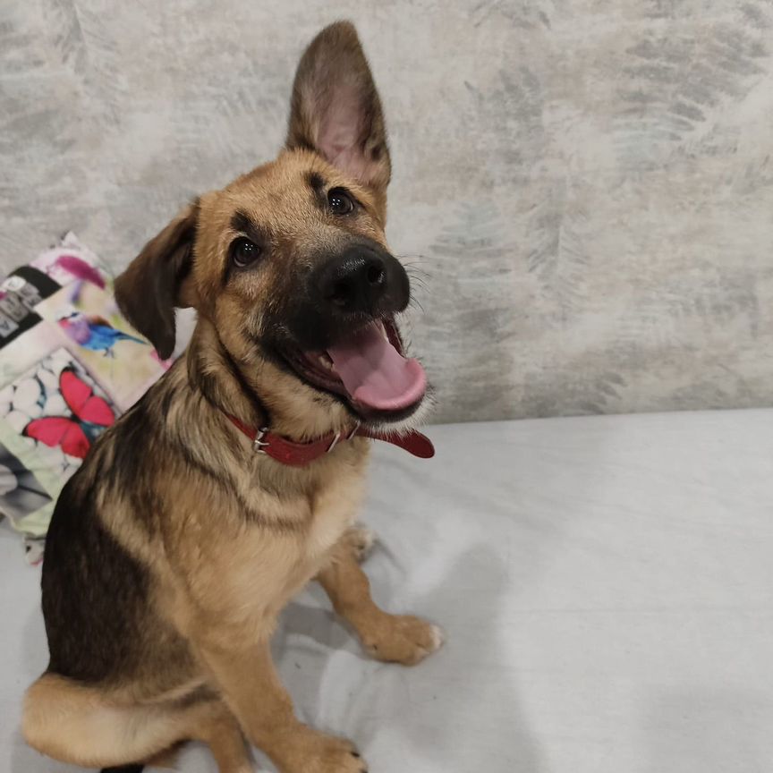 Гретта в дар