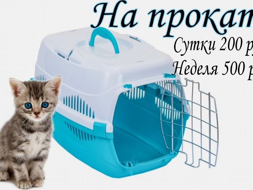 Переноска для кошек на прокат