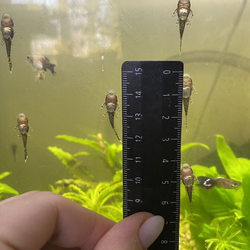 Рыбки сом анциструс(мирные жители)