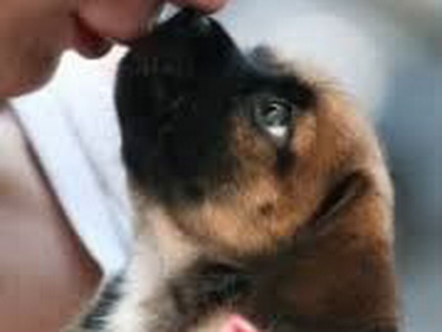 Замечательные щеночки для частного двора