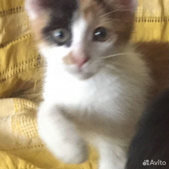 Трехцветный котенок Манечка