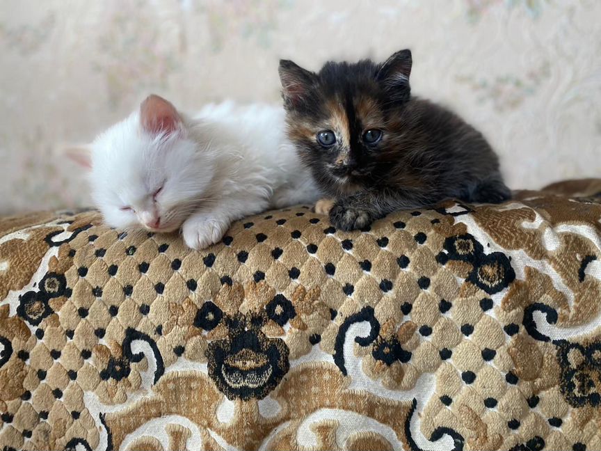 Котята курильский бобтейл
