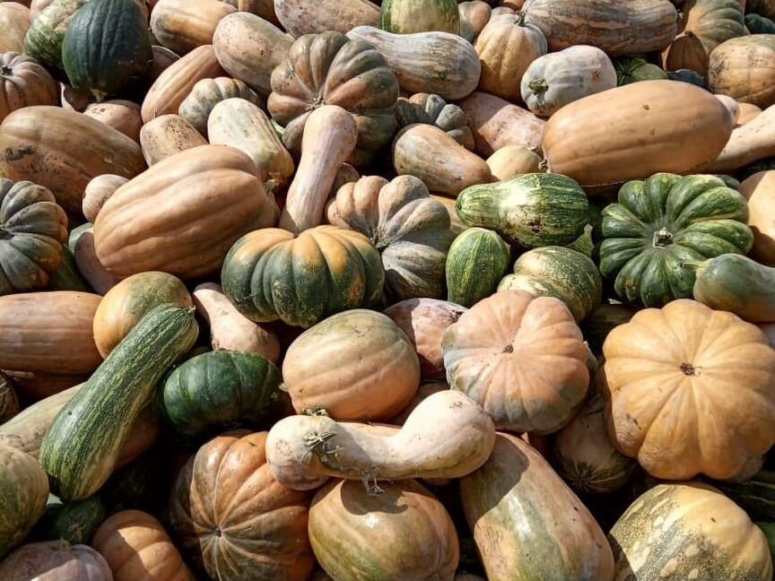 Тыква на корм