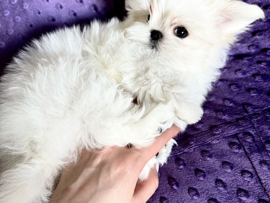 Мальтезе корея