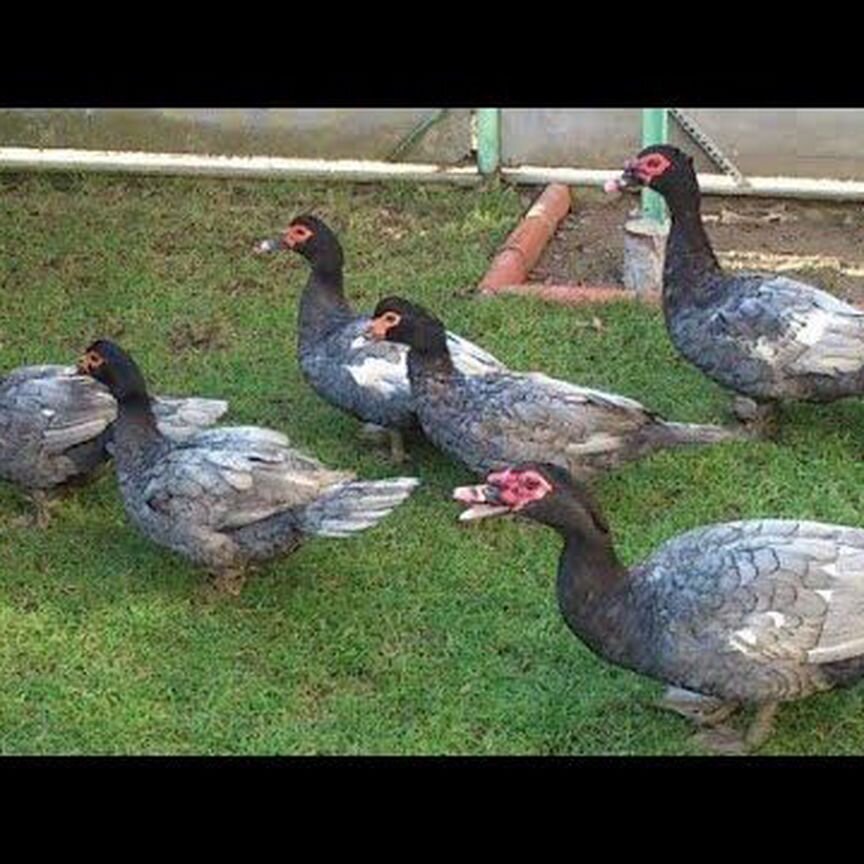 Мускусные утки тяжелые линии