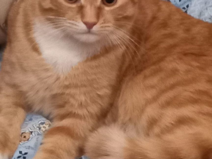 Рыжий котенок в добрые руки