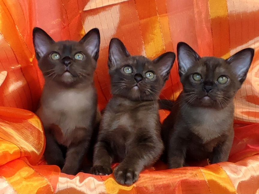 Котята Европейской Бурмы
