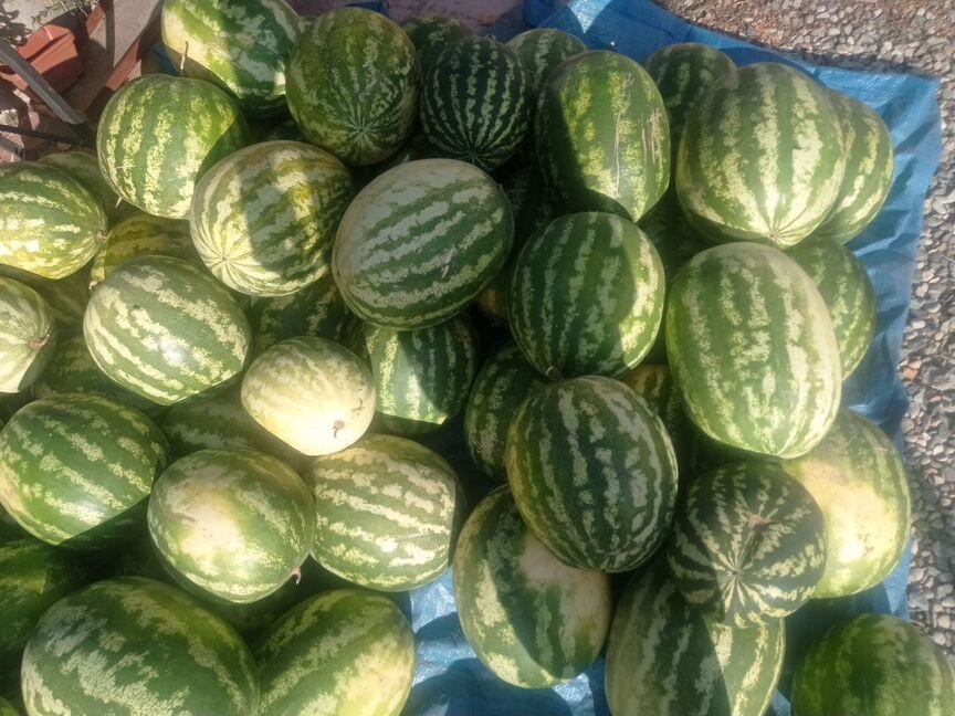 На корм скату