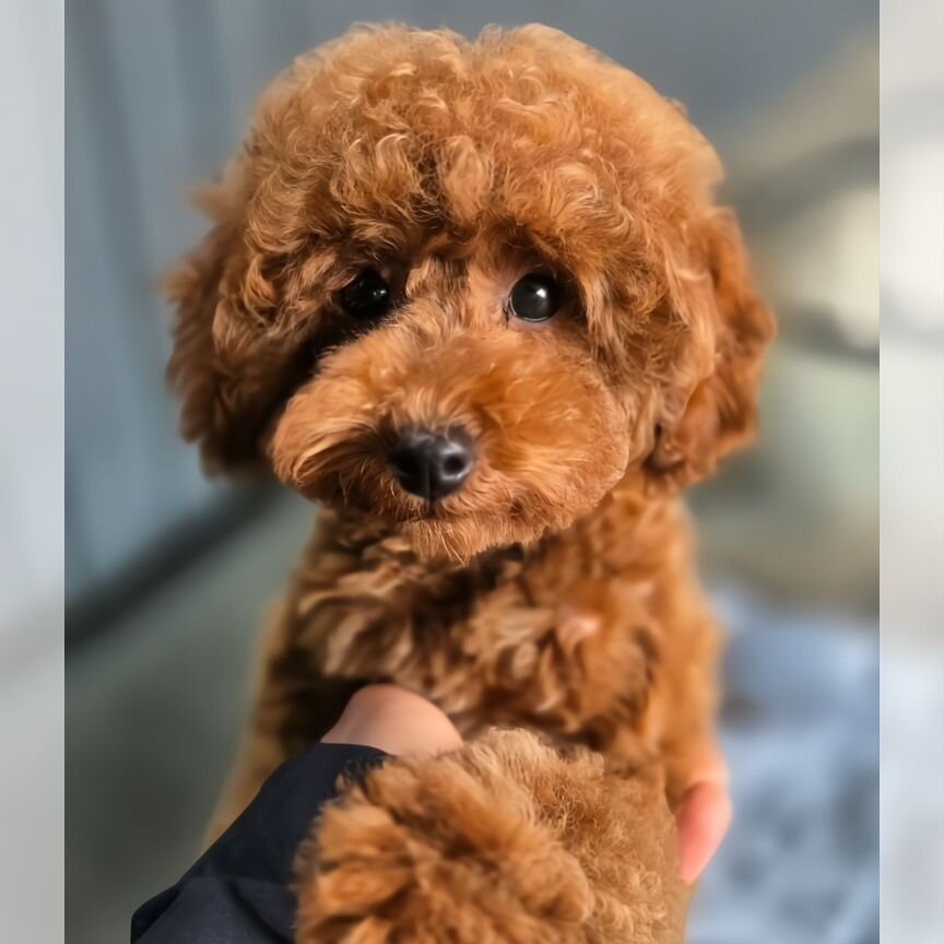 Той-пудель, щенок