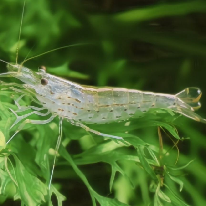 Креветки амано 4-5 см