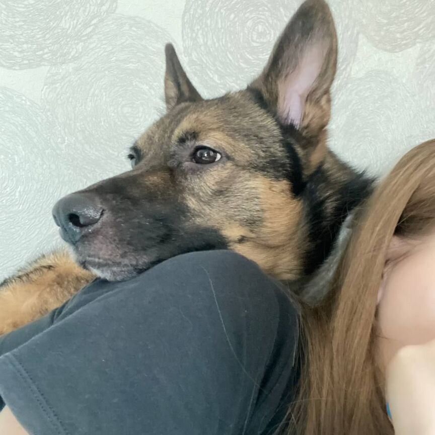 Собака в добрые руки отдам бесплатно