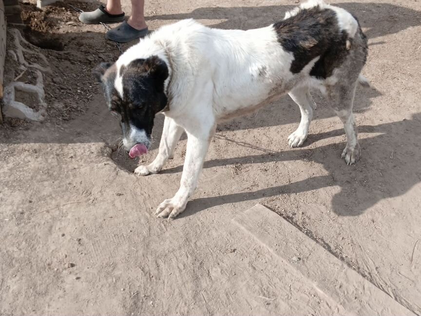 Собака в добрые руки алабай