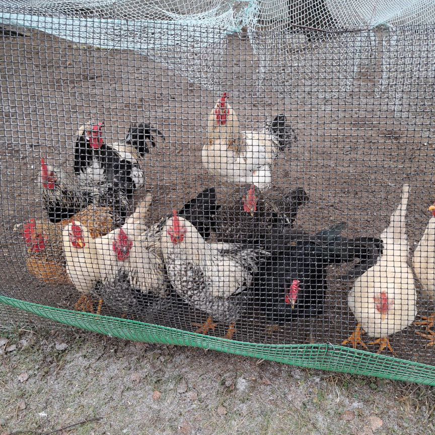 Петухи 2025 года