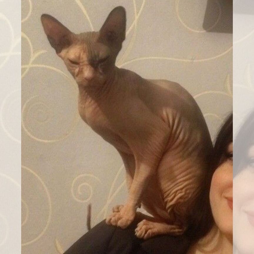 Канадский сфинкс, взрослая кошка