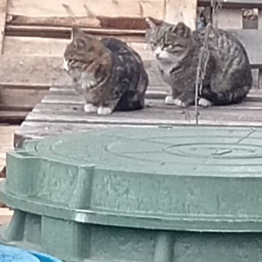 Ищем дом или временную передержку котятам