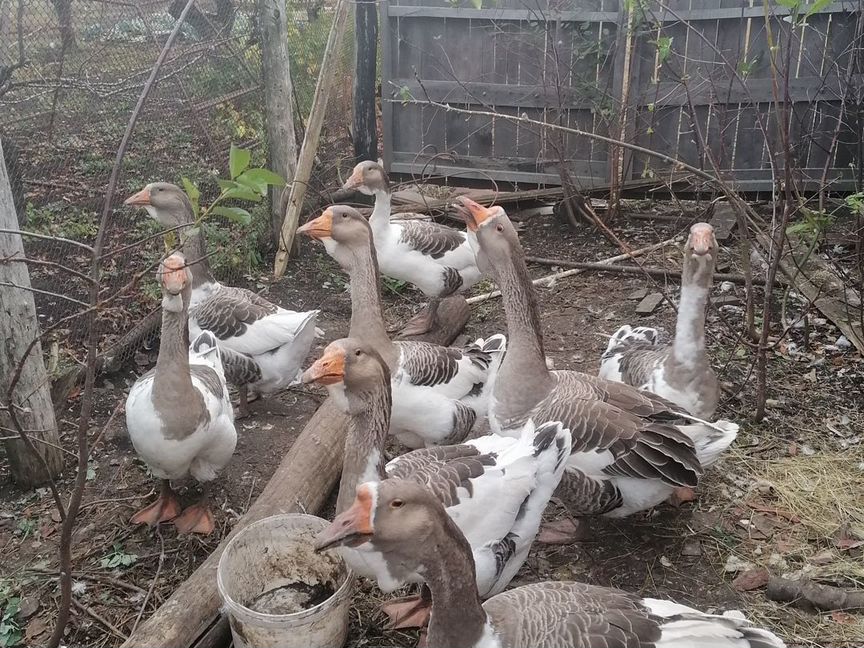 Гуси Холмагоры