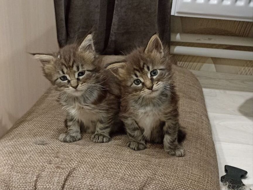 Кошки породистые