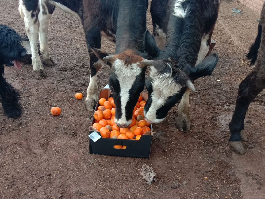 Пищевые отходы для животных