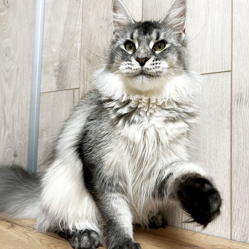 Мейн-кун девочка красавица