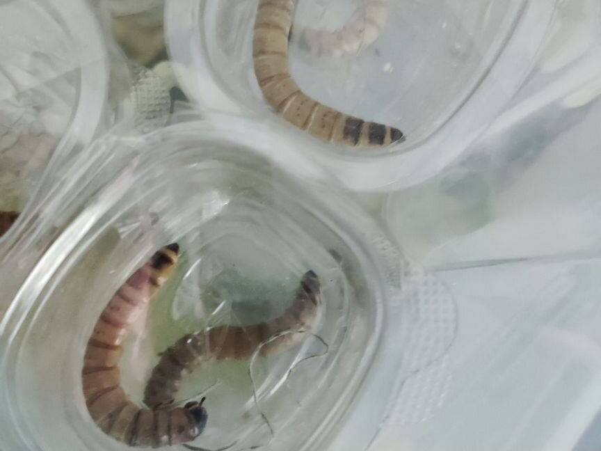 Зоофобус зоофобас