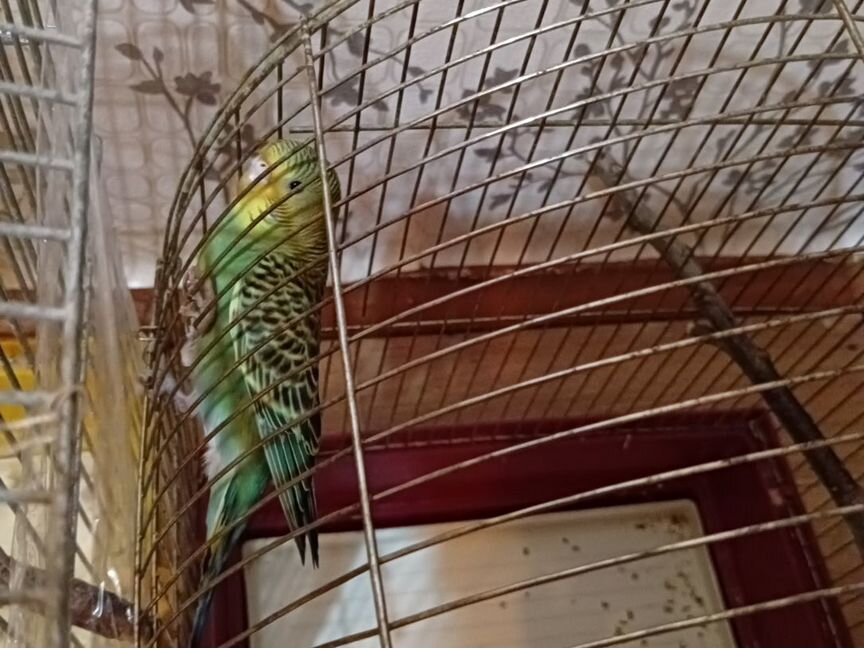 Продам попугайчиков