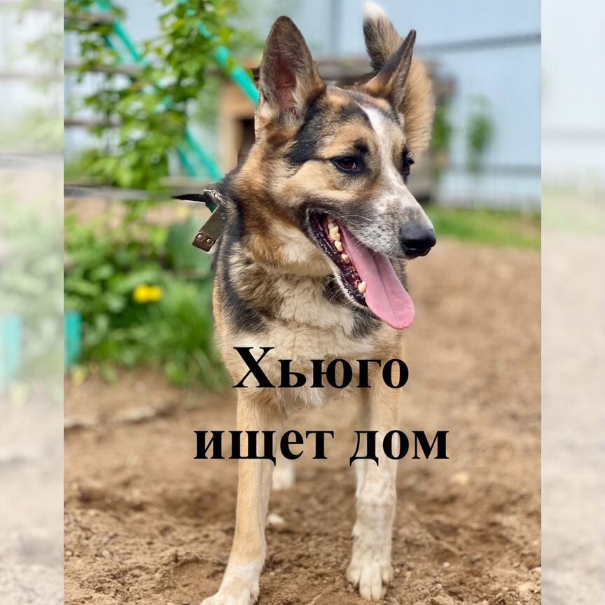 Собака в добрые руки - Хьюго