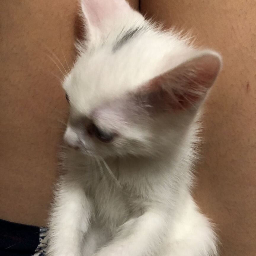 Котенык