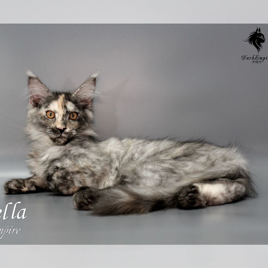 Мейн-кун котёнок