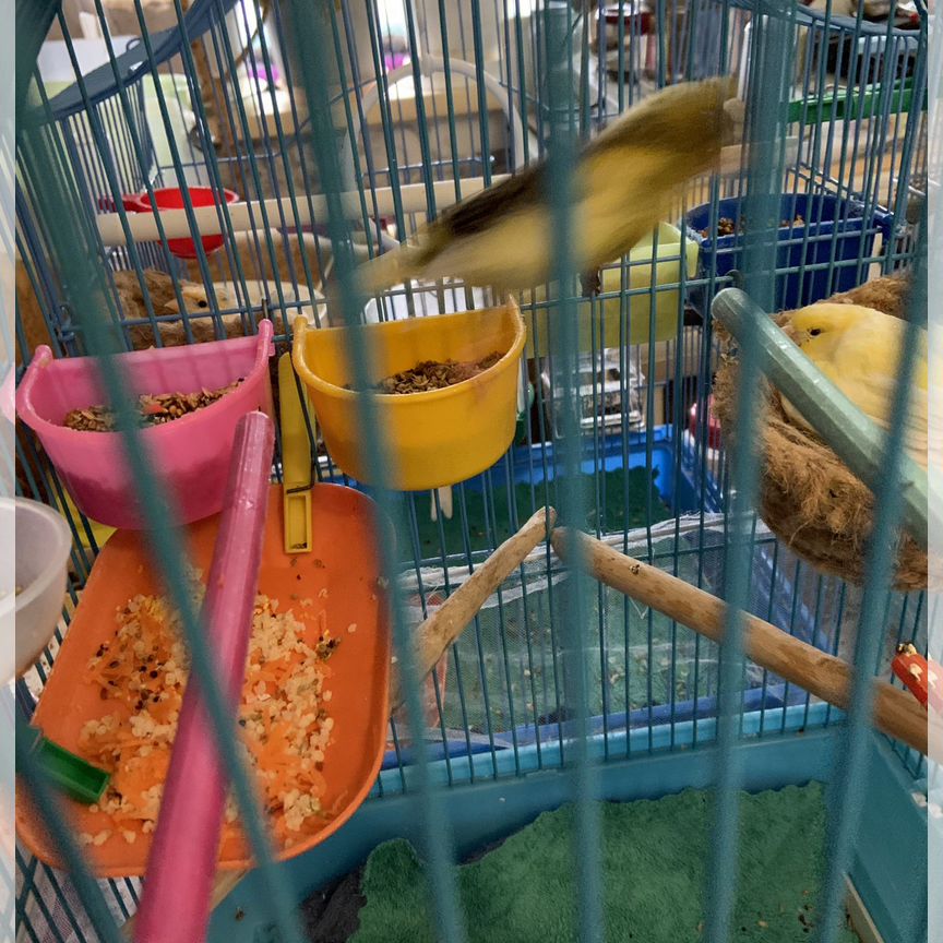 Кенары - птицы счастья