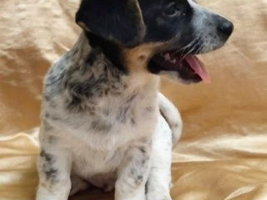 Щенок в добрые руки бесплатно