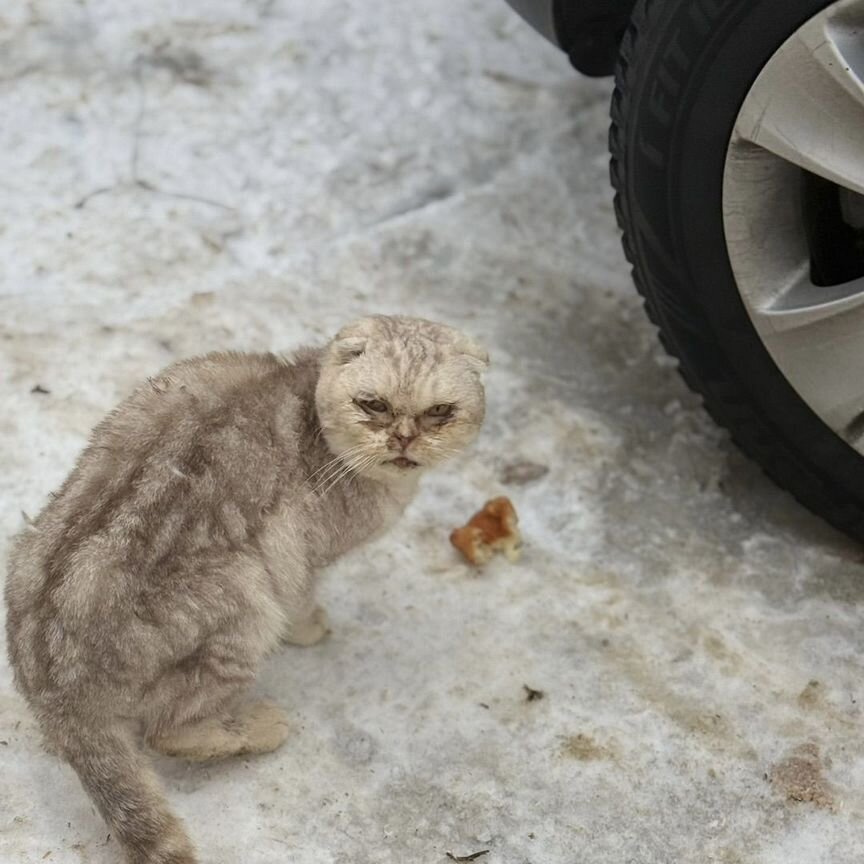 Вислоухий кот