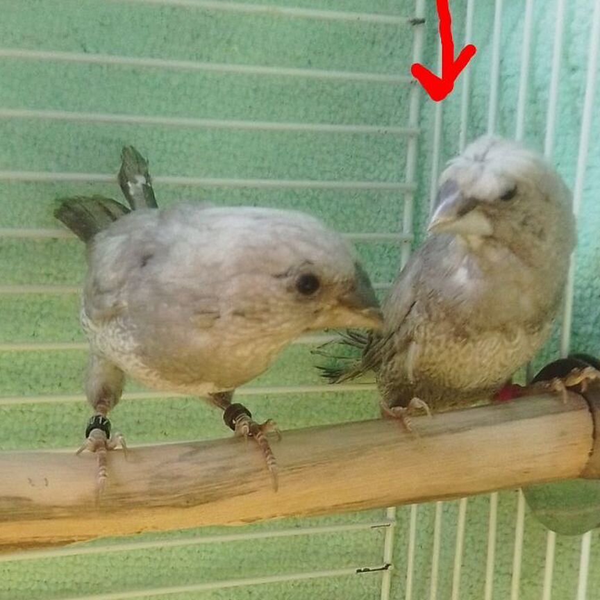 Амадины японские жемчужные,чешуйчатые и пестрые