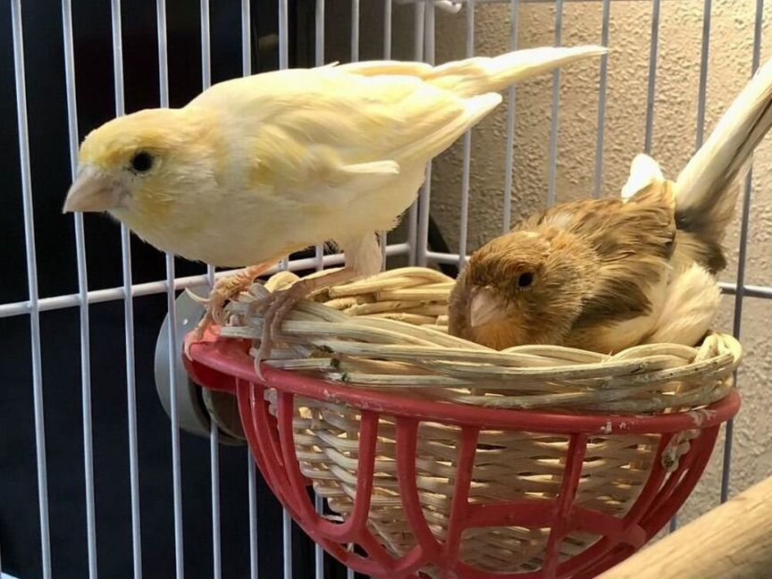 Пара взрослых канареек кенар и канарейка