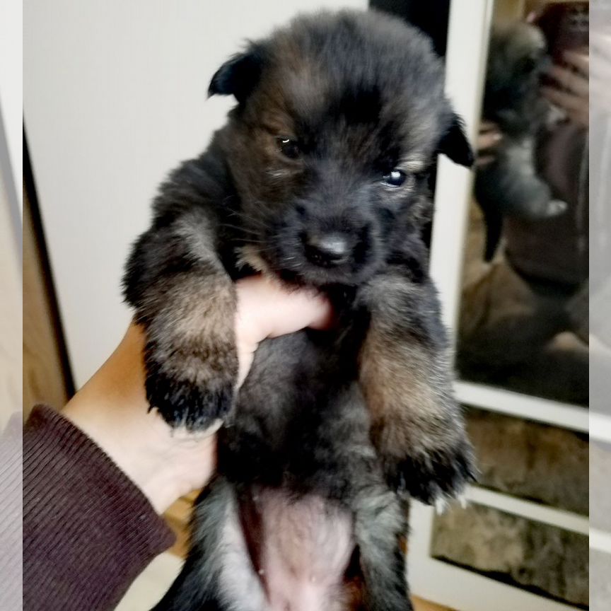 Щенок в добрые руки