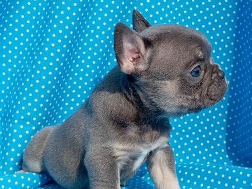 Щенок французика