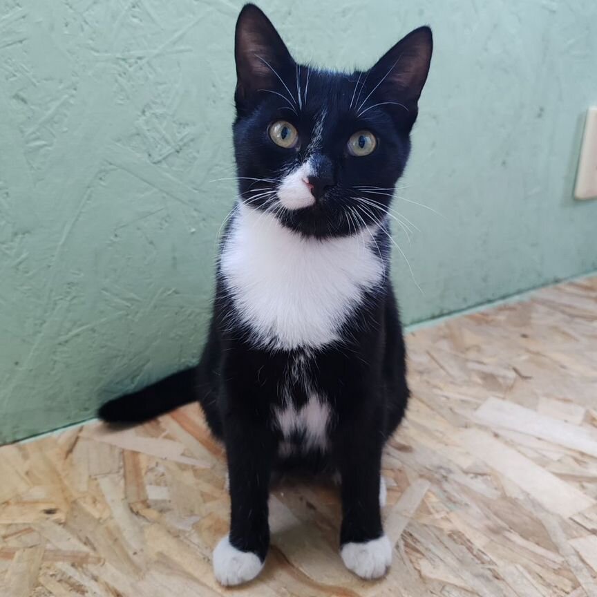 Котик ищет своего хозяина