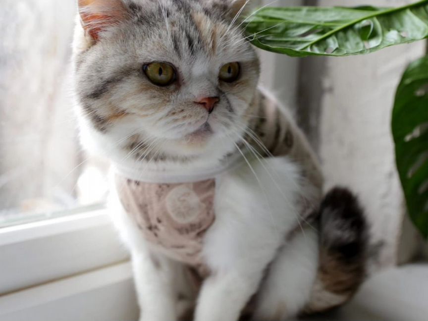 Британская кошка в дар
