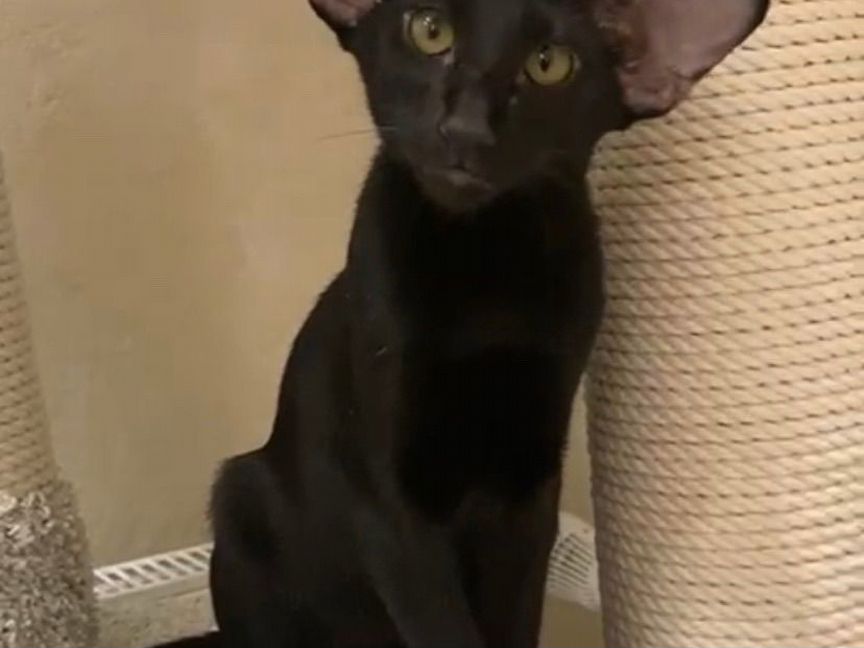 Ориентальные котята всех окрасов