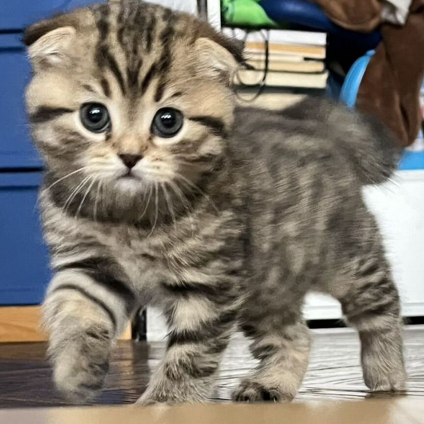 Шотландский вислоухий короткошёрстный котёнок