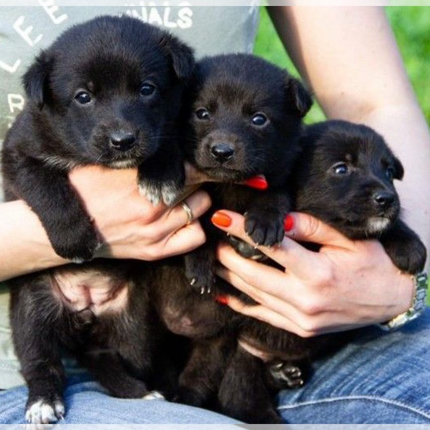 Щенок в добрые руки