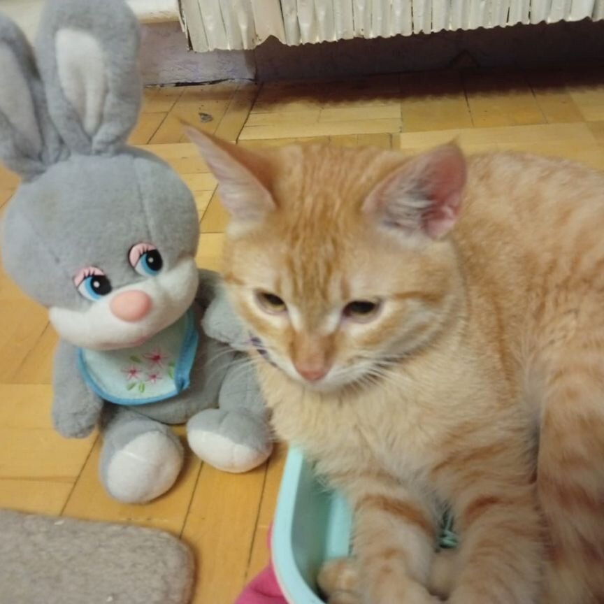 Котик рыжее солнышко