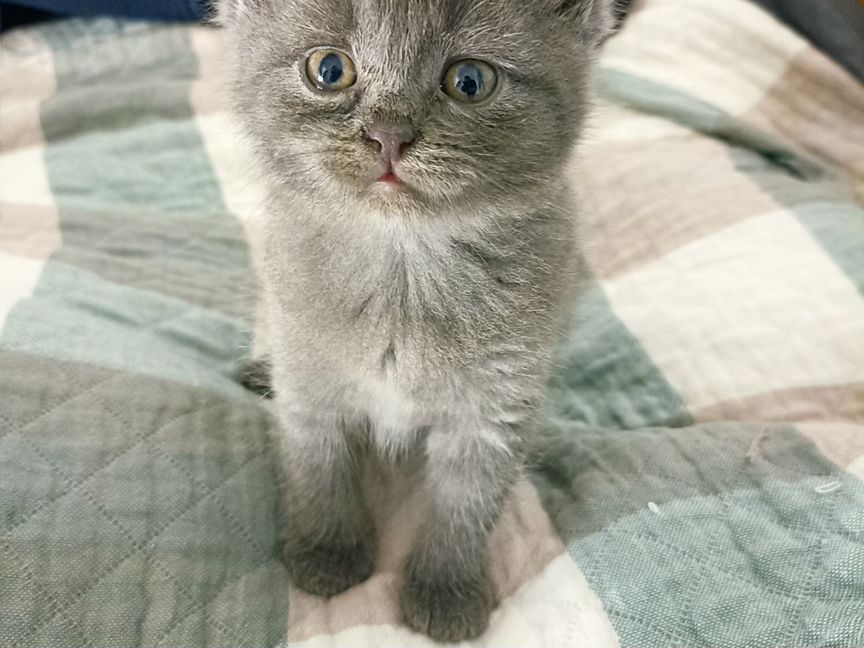 Британские котята