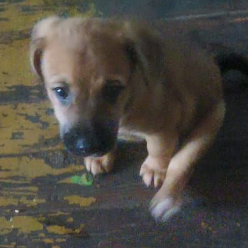 Русский той-терьер, щенок